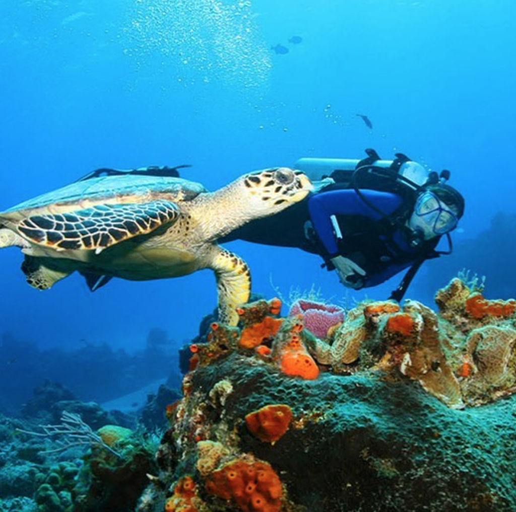 Shoal Bay Scuba’s Super Pre-Holiday Special